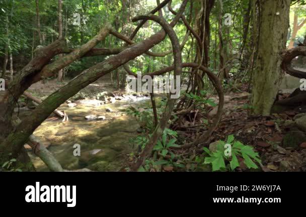 Vines around tree in tropical rainforest Stock Videos & Footage - HD ...