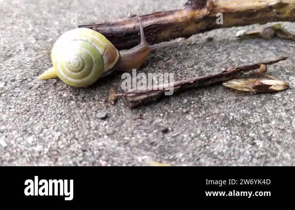 Helix foot Stock Videos & Footage - HD and 4K Video Clips - Alamy