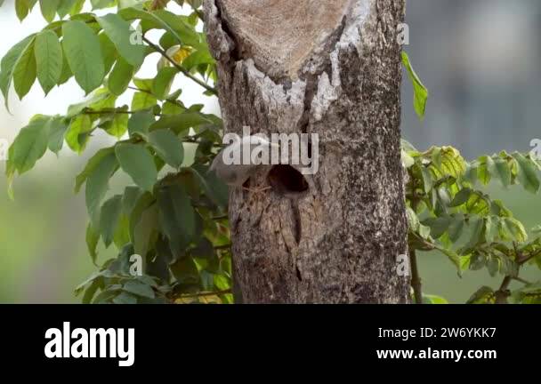 Chestnut-tailed Starling(Sturnia malabarica) feeding their baby birds ...