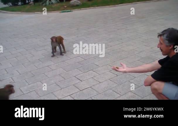 Man monkey evolution Stock Videos & Footage - HD and 4K Video Clips - Alamy