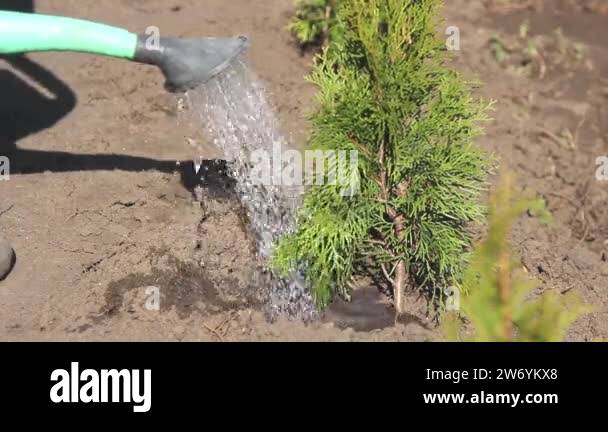watering water after planting a young tree of watering cans in the ...