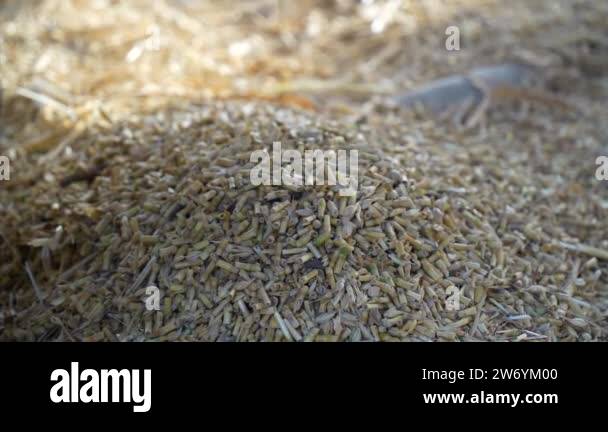 Wheat grains on straw Stock Videos & Footage - HD and 4K Video Clips ...