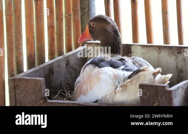 Horizontal laying color Stock Videos & Footage - HD and 4K Video Clips ...