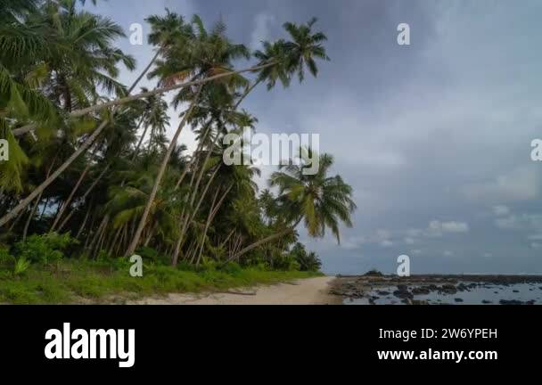 Coconut Trees at The Tropical Beach in Nias Island, North Sumatra ...