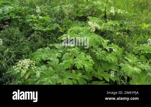 Poison plant Heracleum (Giant Hogweed, Cow Parsnip). Juice of it causes ...