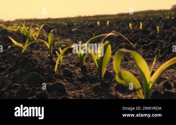 Corn growing. young green corn. close-up. Corn seedlings are growing in ...