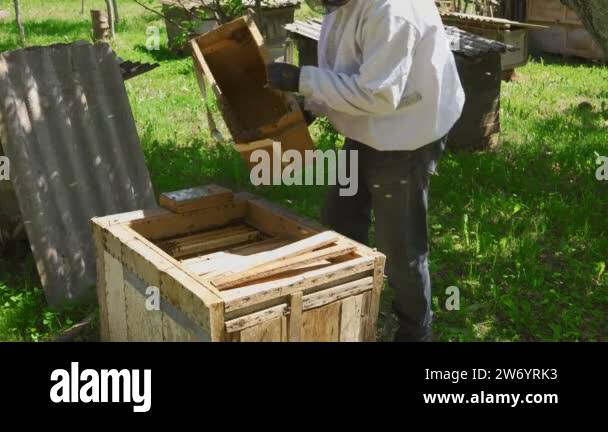 Male at nest box Stock Videos & Footage - HD and 4K Video Clips - Alamy