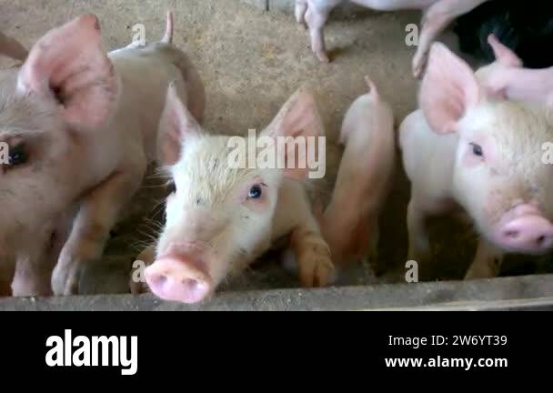 Pig fattening farms Stock Videos & Footage - HD and 4K Video Clips - Alamy