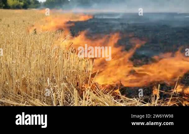 Wildfire on wheat field stubble after harvesting near forest. Burning ...