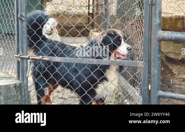 Dog guarding the area sits on the ground behind a metal fence net ...