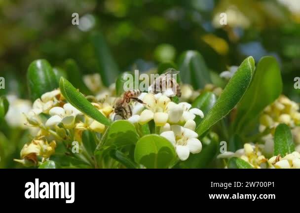 Pittosporum flowers Stock Videos & Footage - HD and 4K Video Clips - Alamy