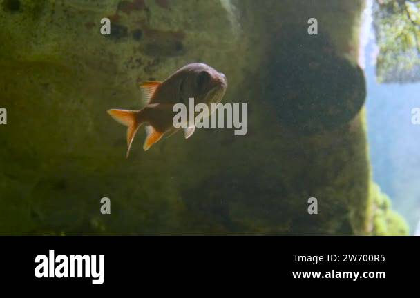 Myripristis murdjan soldierfish Stock Videos & Footage - HD and 4K ...