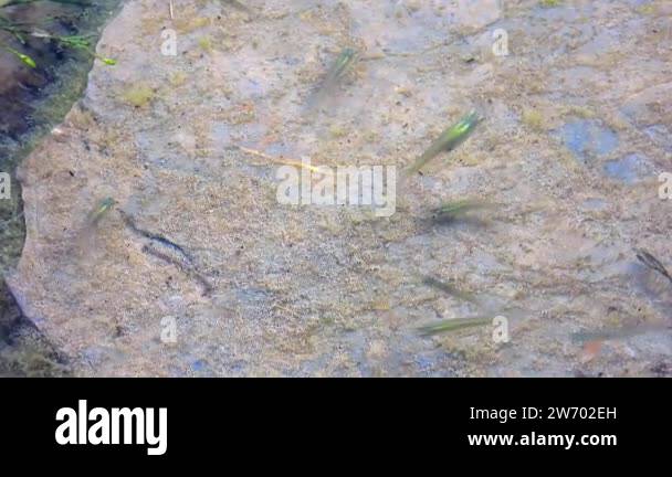 Small fishes on mossy stones in their natural underwater environment ...