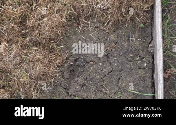 Mulching an empty garden bed with dry grass Stock Video Footage - Alamy