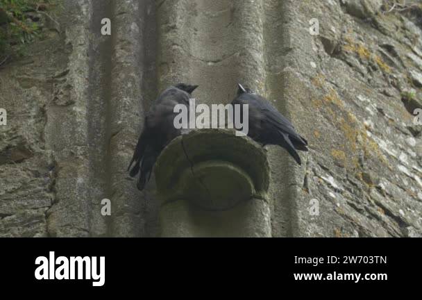 Famous ravens Stock Videos & Footage - HD and 4K Video Clips - Alamy