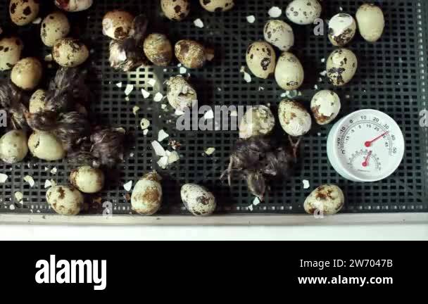 the hatching of quails from eggs. Chicks in the incubator. Breeding ...