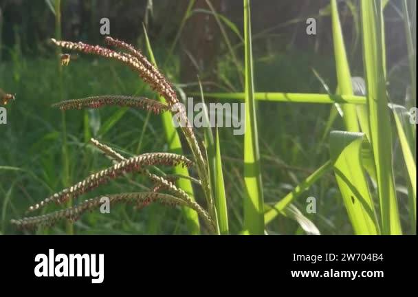 Paspalum dilatatum Stock Videos & Footage - HD and 4K Video Clips - Alamy