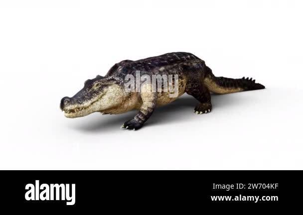 Crocodile walking loop on white screen in perspective view with alpha ...