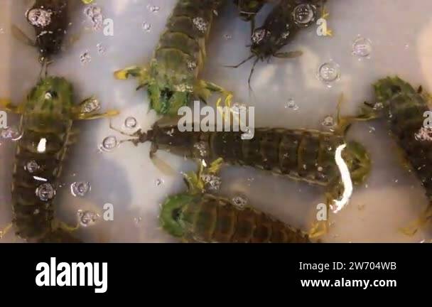 Marine bug Stock Videos & Footage - HD and 4K Video Clips - Alamy