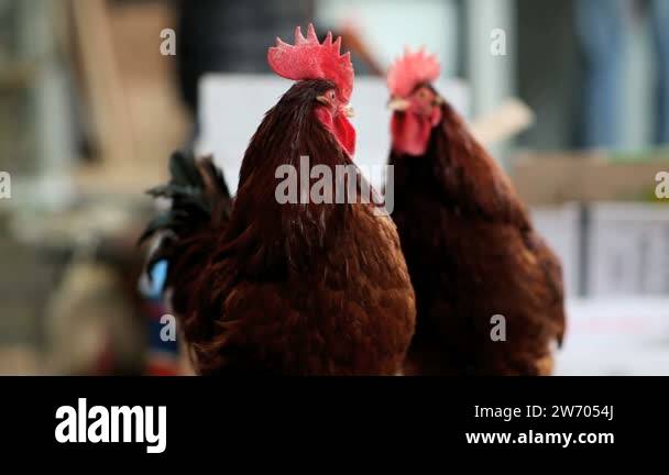 Strong rooster Stock Videos & Footage - HD and 4K Video Clips - Alamy