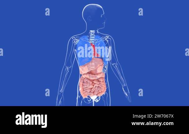 Anatomical 3d animation of internal organs and transparent human body ...