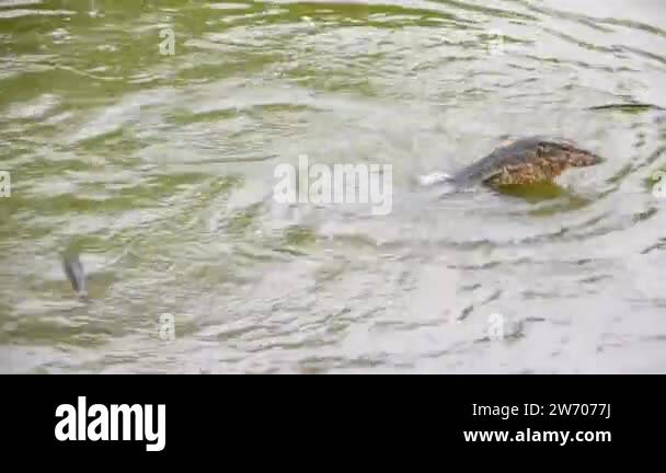 Rare scene of of giant lizard reptile mating in water of the forest ...