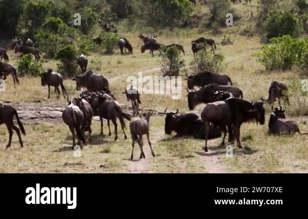 Savanna african savanna parks of kenya Stock Videos & Footage - HD and ...