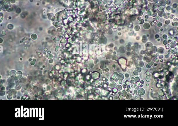 Life under a microscope. 3D Microscope View of the flu virus. d ...