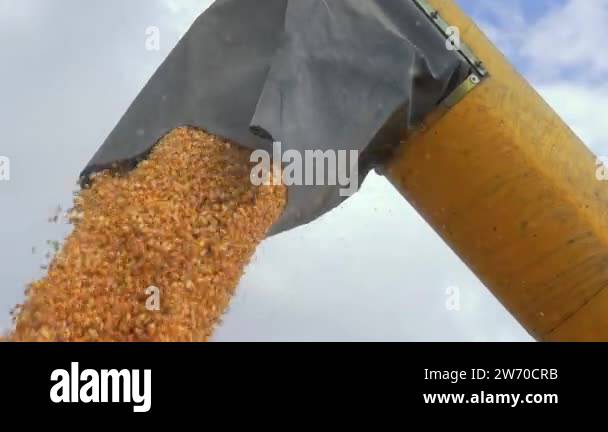 Combine Harvester Unloading Corn Grains into Tractor Trailer - Zoom Out ...