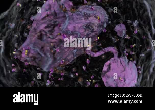Animal cell micrograph nucleus Stock Videos & Footage - HD and 4K Video Clips - Alamy