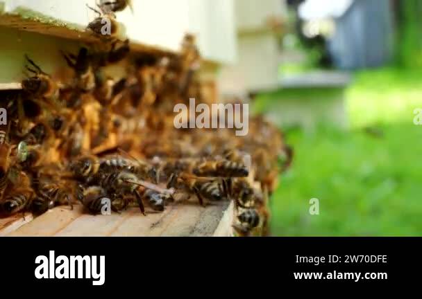 Swarm of honey bees (Apis mellifera)carrying pollen and flyingto the ...