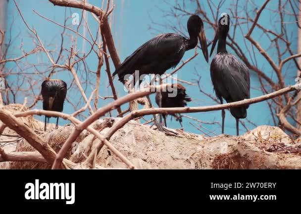 Grab birds Stock Videos & Footage - HD and 4K Video Clips - Alamy