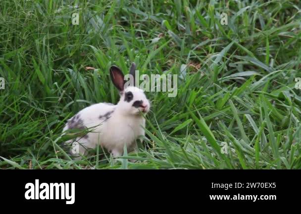 Eating clover Stock Videos & Footage - HD and 4K Video Clips - Alamy