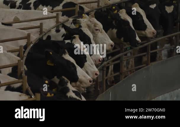 Milking cows on the carousel - automatic industrial milking rotary ...