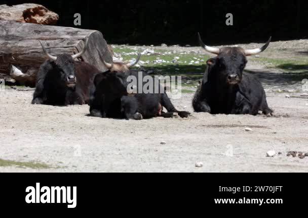 Heck cattle, Bos primigenius taurus, claimed to resemble the extinct ...