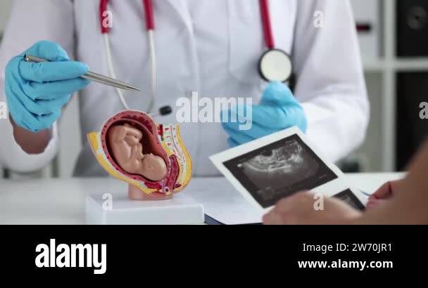 Gynecologist shows model of fetus and ultrasound scan of pregnancy to ...