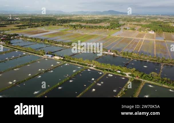 Fish farm plantation Stock Videos & Footage - HD and 4K Video Clips - Alamy
