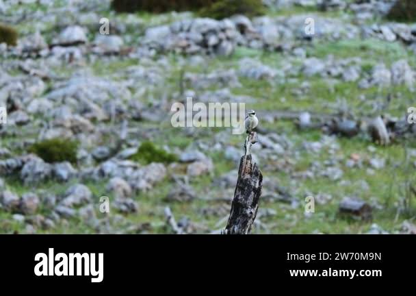 Western cut Stock Videos & Footage - HD and 4K Video Clips - Alamy