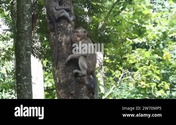 Mammals of java Stock Videos & Footage - HD and 4K Video Clips - Alamy