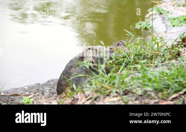 Giant Lizard monitor reptile is mating and hugging like wrestling on ...