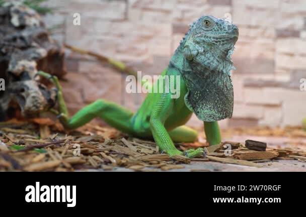 Handsome lizard Stock Videos & Footage - HD and 4K Video Clips - Alamy