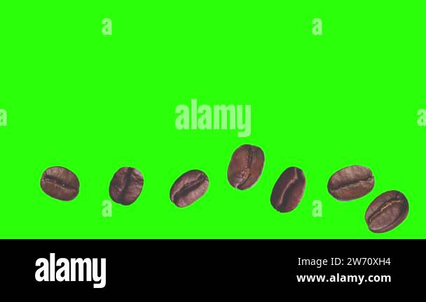 Realistic coffee beans animation graphic element on green screen chroma ...