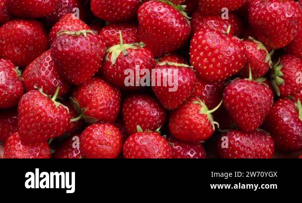 Strawberries are rotting, Mold and bacteria, Fruit quickly become small ...