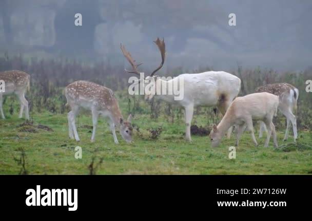 The European fallow deer also known as the common fallow deer or simply ...
