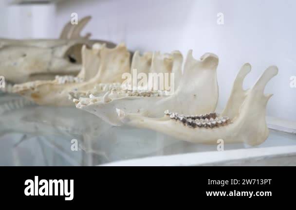 Many ancient animal bones including jaws in the airy modern science ...