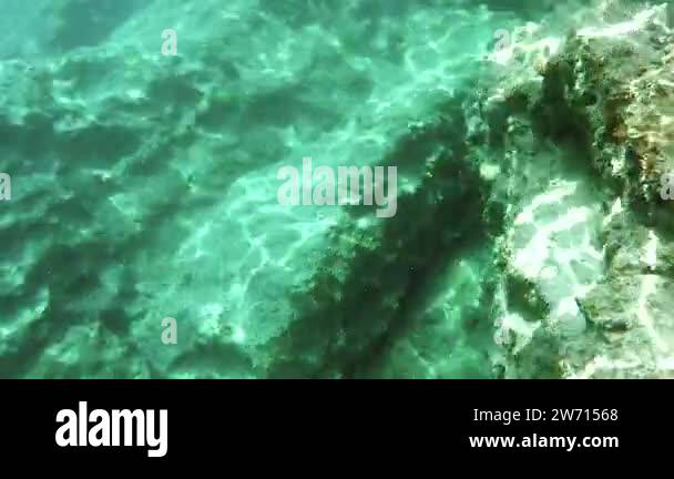 Underwater of a real sea with microscopic animals, planktons and small ...