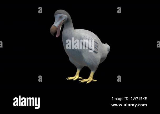 Dodo extinct extinction bird Stock Videos & Footage - HD and 4K Video ...