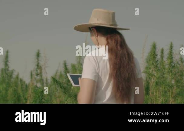 farmer with tablet in his hands works in field with hemp, drug ...