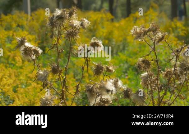 Sun withered Stock Videos & Footage - HD and 4K Video Clips - Alamy