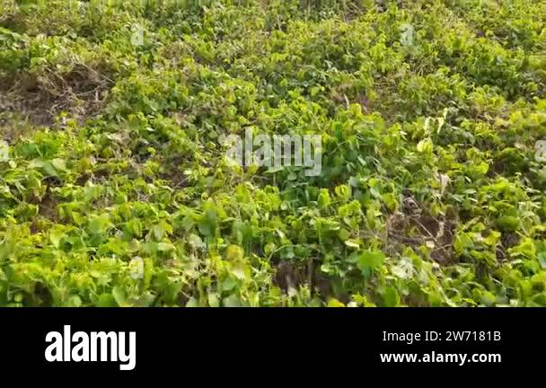 Macrotyloma uniflorum plant. It is a Pulse plant. It is a many names ...